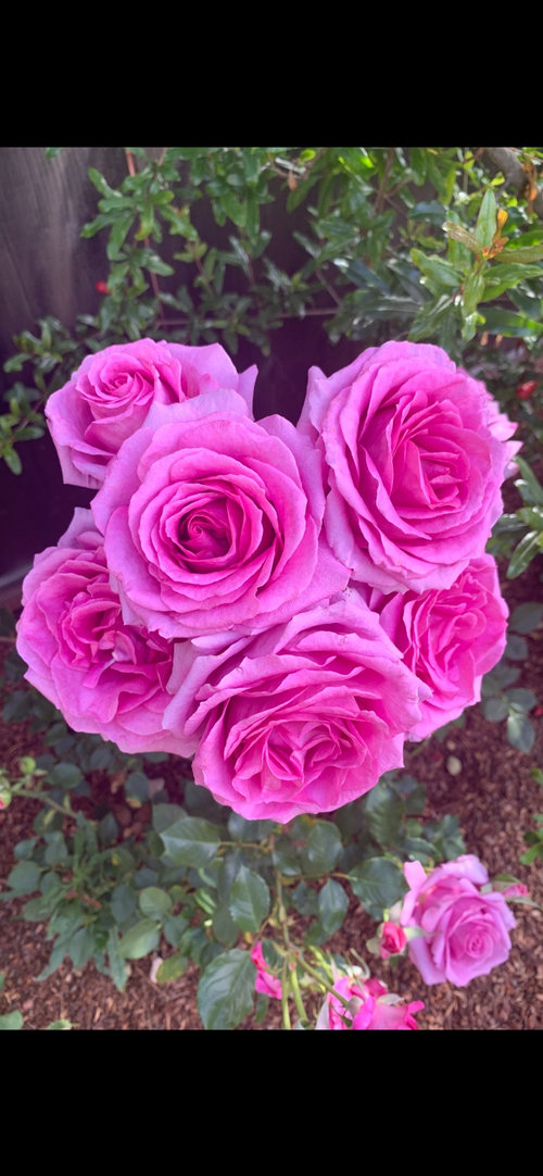 Simply Magnifiscent Rose