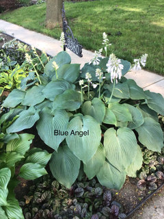 hosta identification