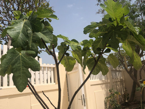 What variety is this fig tree
