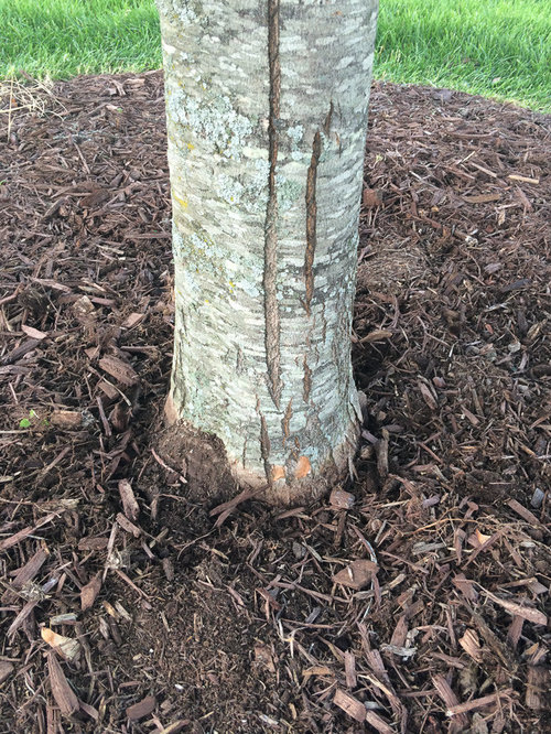 Autumn Blaze Maple splitting: Is this normal?