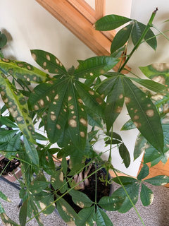 Brown spots on money tree leaves