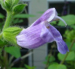 Salvia hians