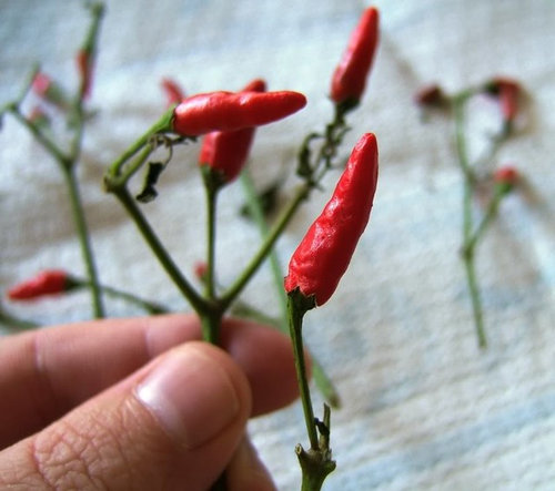 Pepper ID - small, skinny, red (pics!)