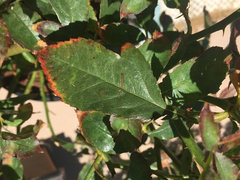 Mineral Deficiency Symptoms in Roses