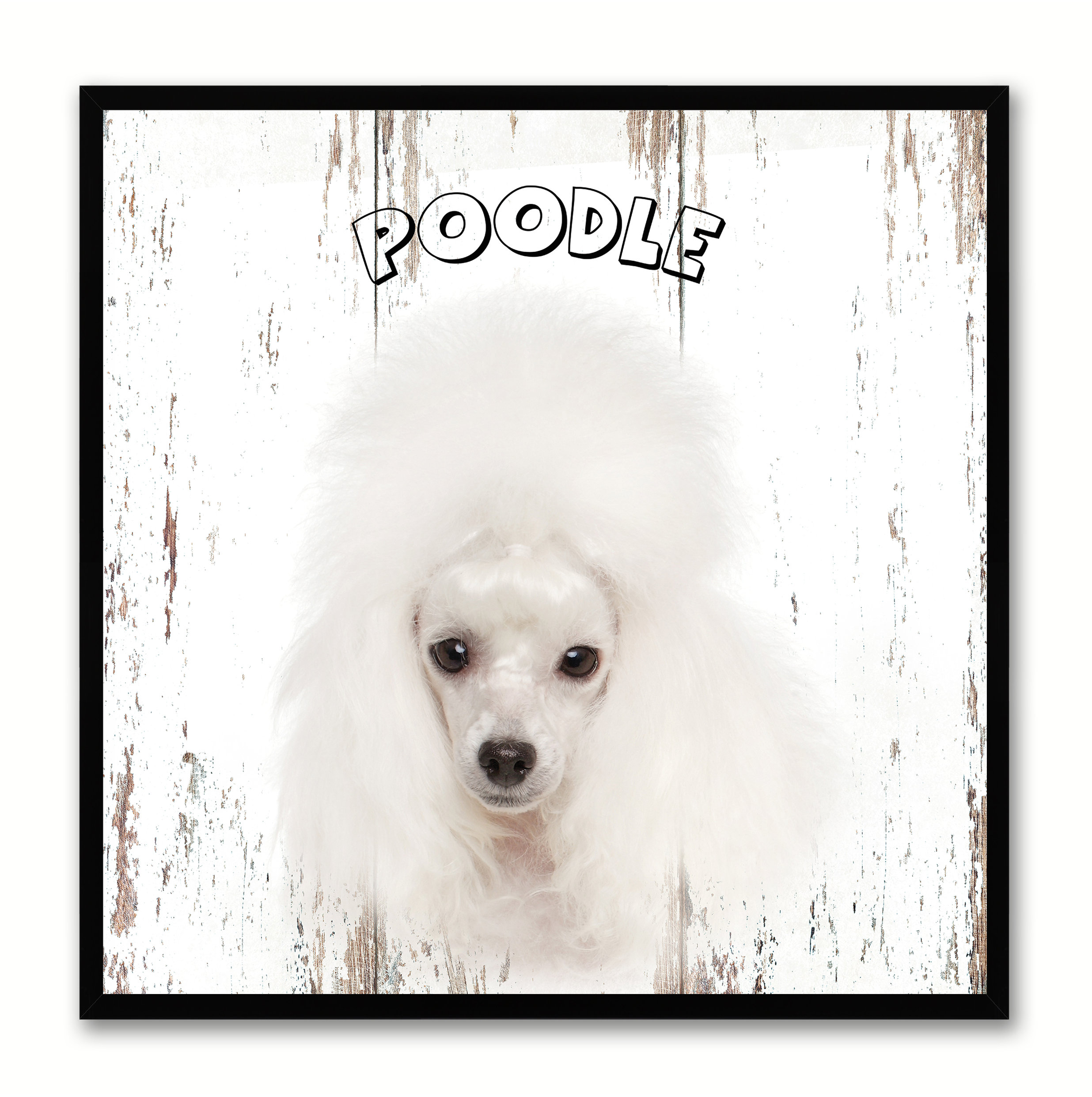 Poodle Dog Canvas Print, 7"x7", 15"x15" - Contemporary - Prints And ...