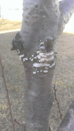 White flaky stuff on my cherry tree