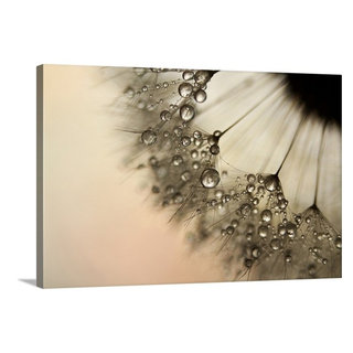 "Peach and Dandy" Wrapped Canvas Art Print, 24"x16"x1.5", 24"x16 ...