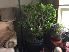 Ficus Trees in Containers
