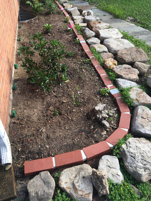 Raspberry glow mountain laurel looks sad...