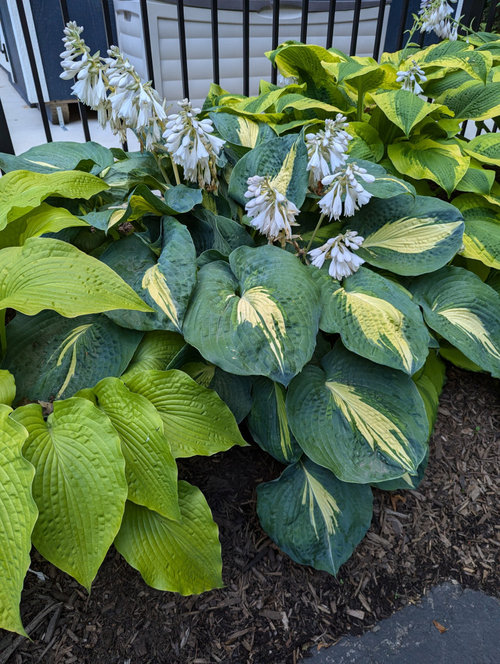 Another hosta walk