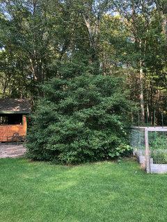 How to trim a Holly Tree