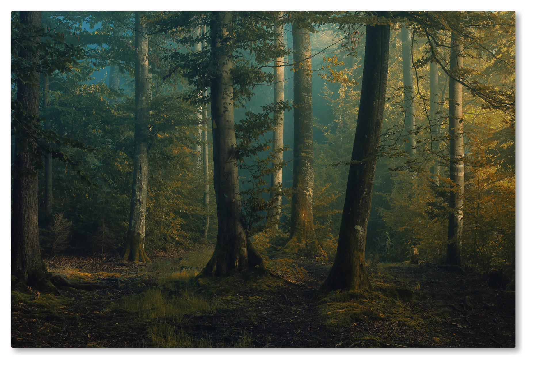 Norbert Maier 'October Colors' Canvas Art, 16"x24" - Contemporary ...