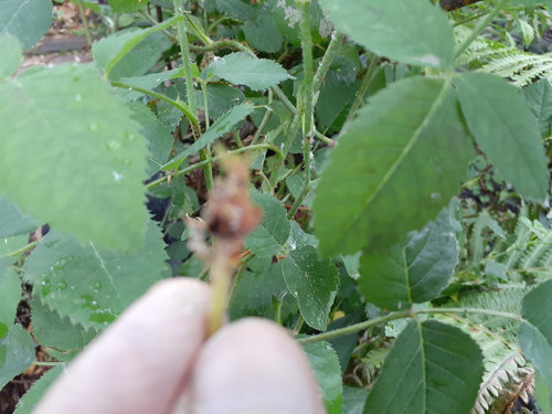 Gallica (La belle sultan) buds deformed/ mutilated buds