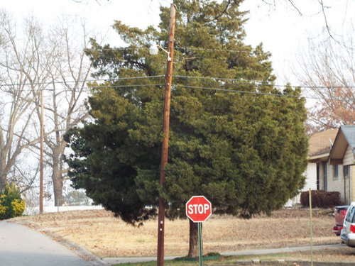 Beautiful conical shaped tree?
