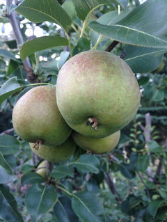 Lets talk about hardy pears....