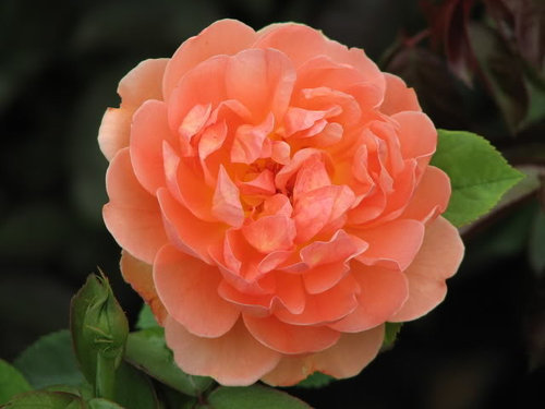 Beautiful oranges and orange blends...
