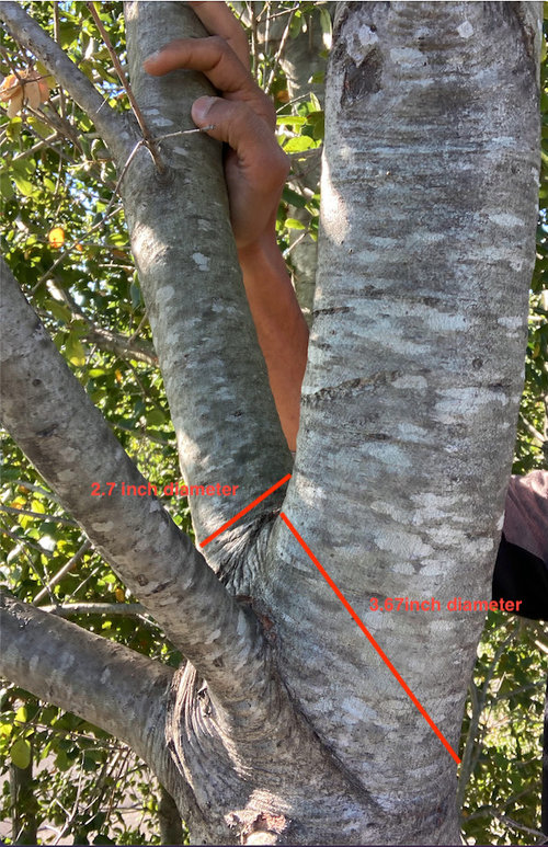 How do I perform a reduction cut on the trunk where branches are thin?