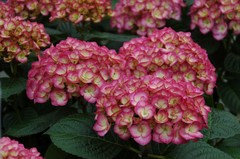 Variety of gorgeous white picotee purple hydrangea?