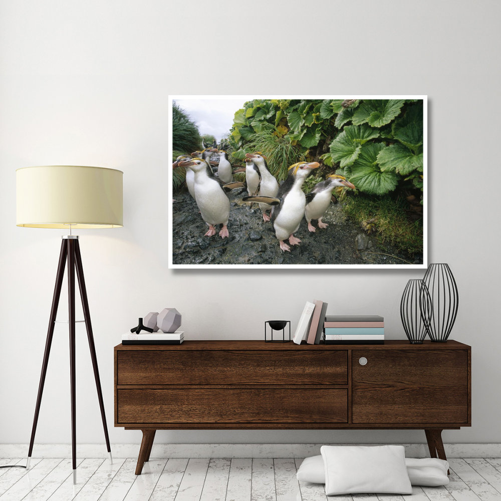 Royal Penguin Group Walking To Colony, Macquarie Island-Paper Art, 40 ...