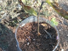 Grafting Chestnut on an Oak rootstock