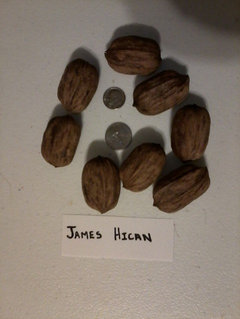 Growing Hickory and Hican for Nut Production