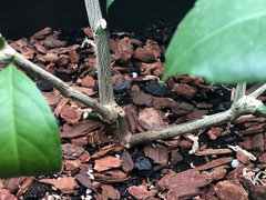 How can you tell the difference between sucker branches