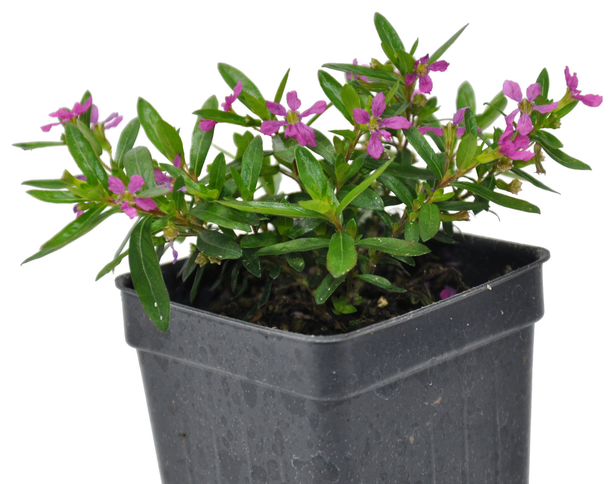 Cuphea Hyssopifolia, Tiny Elfin Herb, Mexican Heather, 3" (2.6x3.5 ...