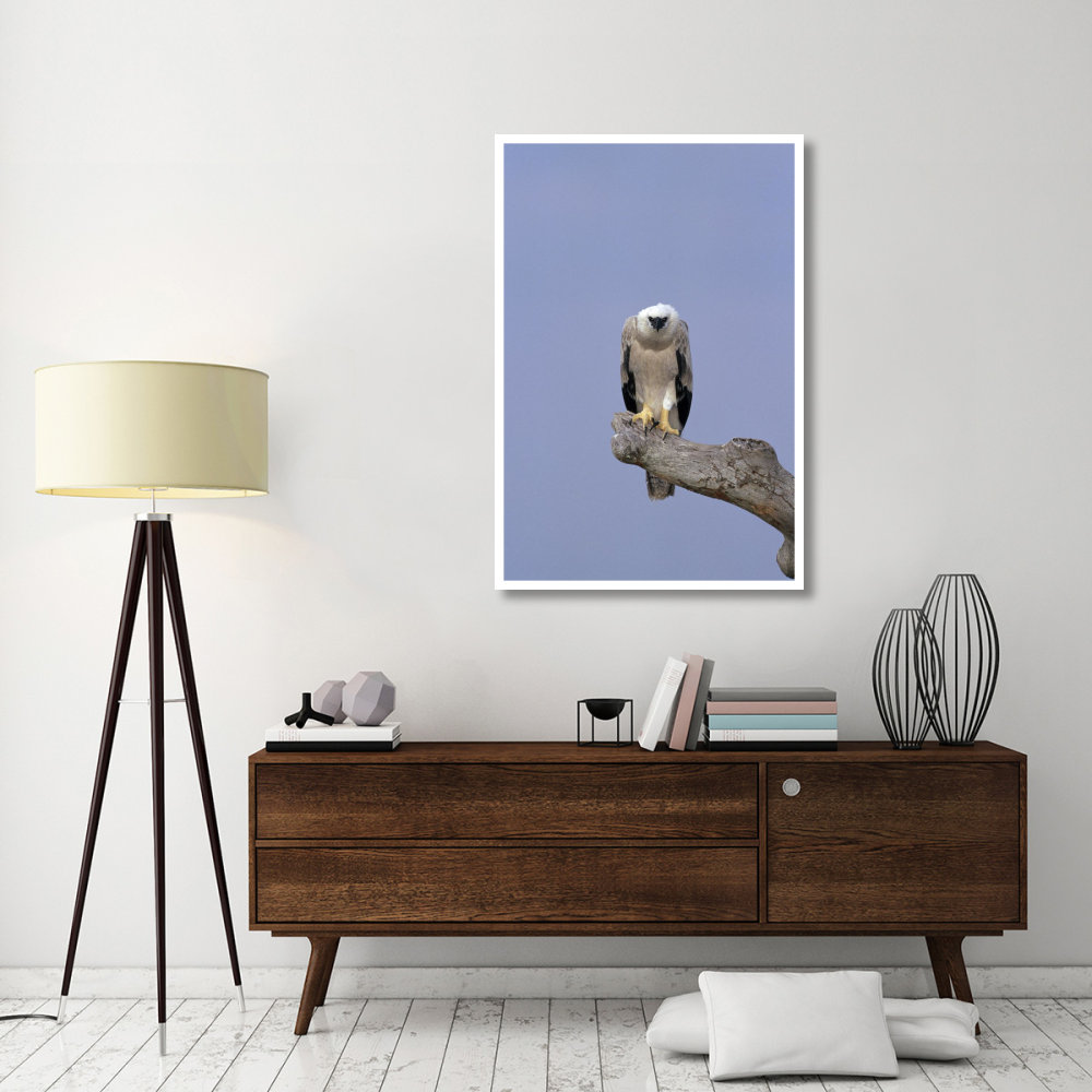 "Harpy Eagle juvenile Silk-cotton tree, Peru" Paper Print by Tui De Roy ...