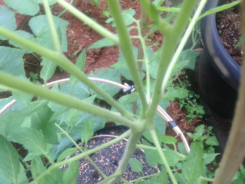 Tomato Stem Splitting into 5 Branches