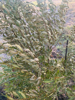Help, newly planted wax myrtle shrubs showing multiple symptoms ...