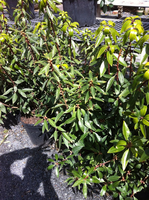 Illicium simonsii - anyone have experience with it?