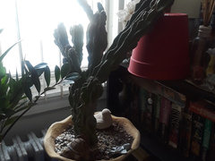 help!! my cactus is falling over