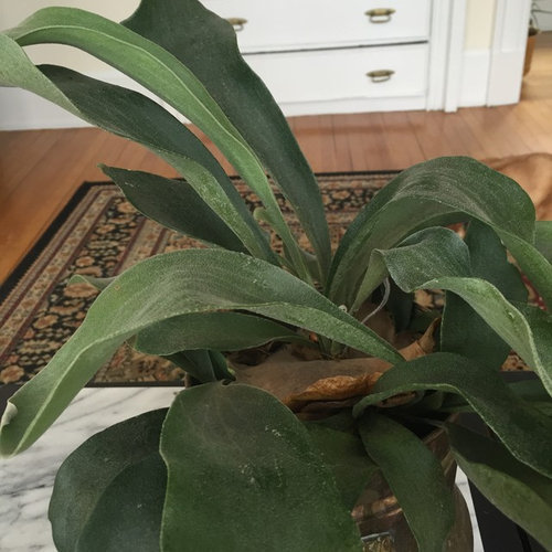 My fern is sick! What do I do?! | Houzz Forum