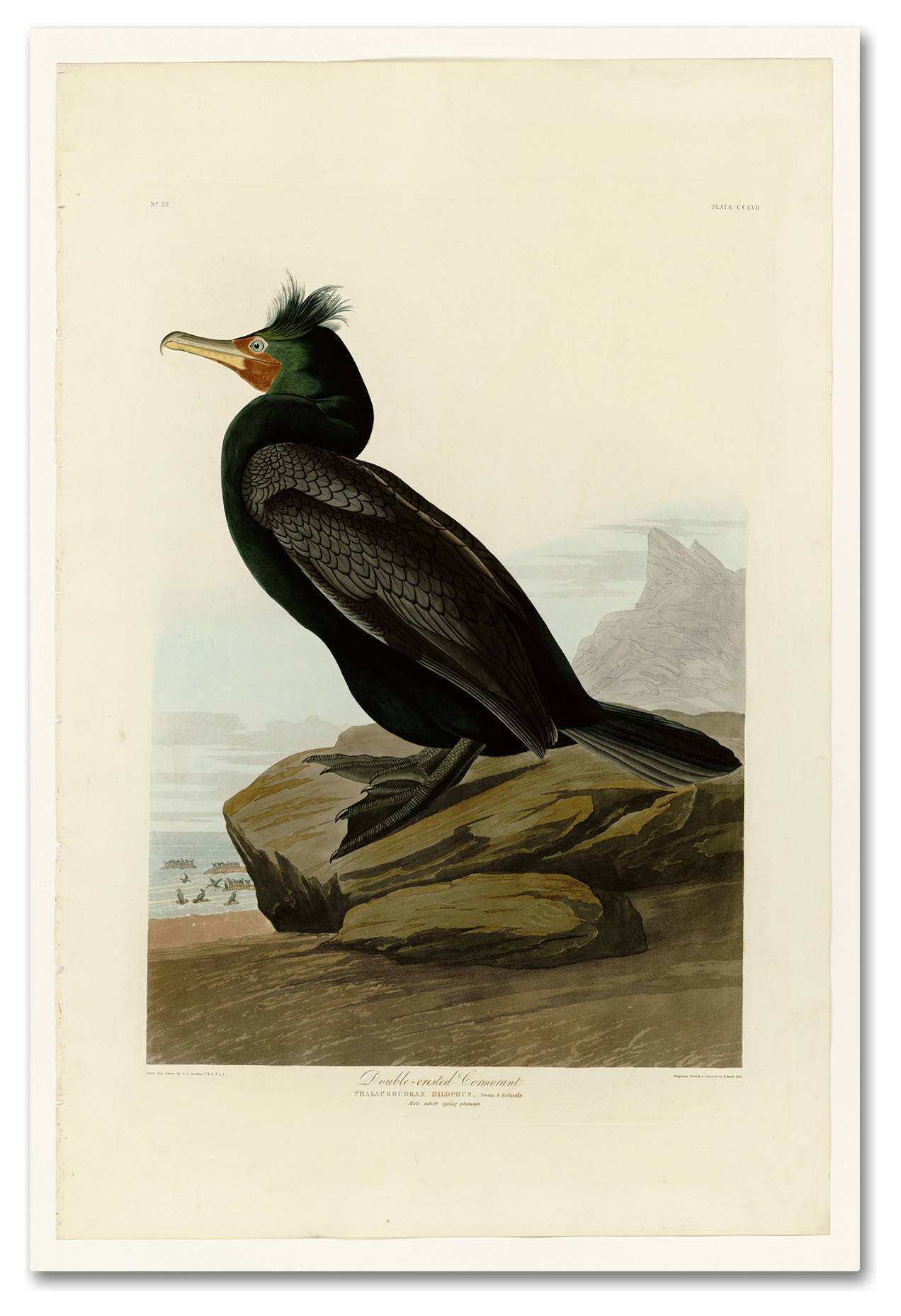 Audubon 'Doublecrested Cormorantplate 257' Canvas Art, 24"x 16" - Beach ...