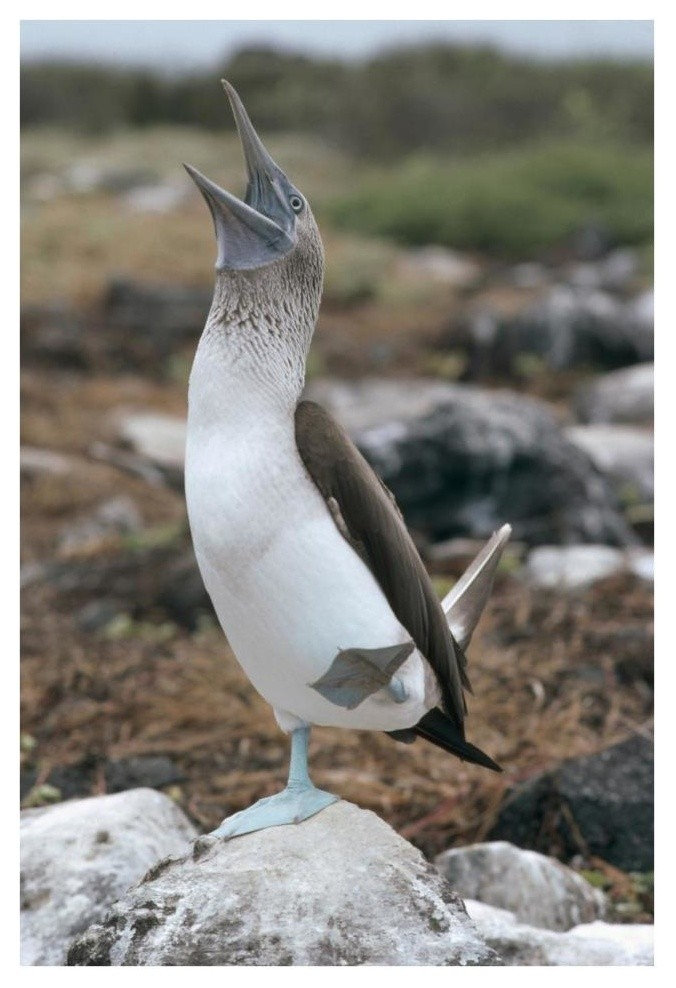 Blue-Footed Booby Courtship Dance, Galapagos Islands, Ecuador-Paper Art ...