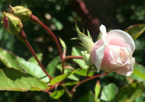 Your favorite roses with a musky fragrance?