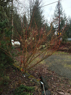 Trunk split on my Red Bark Maple - Help!