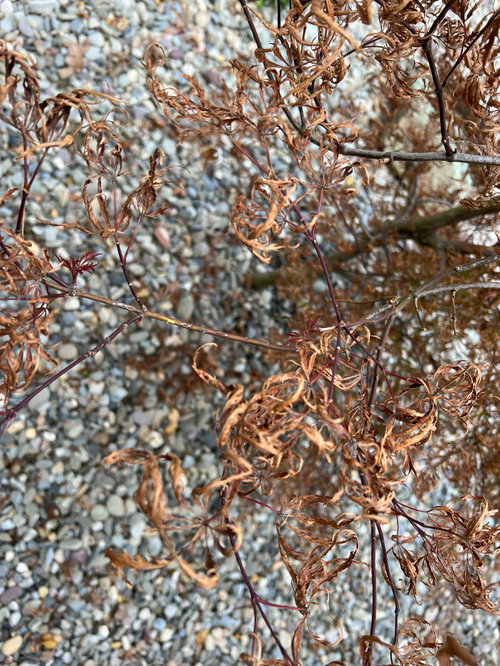 Japanese Maple, leaf scorch?