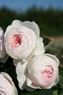 Earth Angel rose