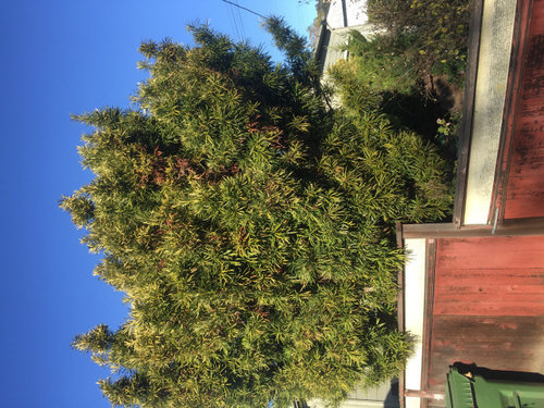 prune my podocarpus ... or taxus?