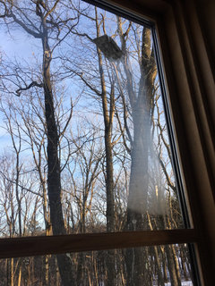 Experience with Semco windows?