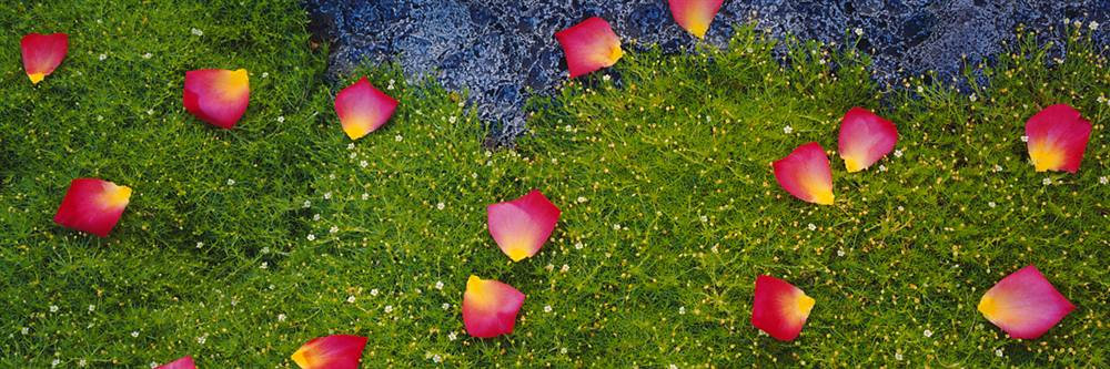 Rose Petals on Irish Moss Panoramic Fabric Wall Mural, 36 in x 12 in ...