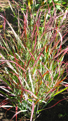 Show us your grasses