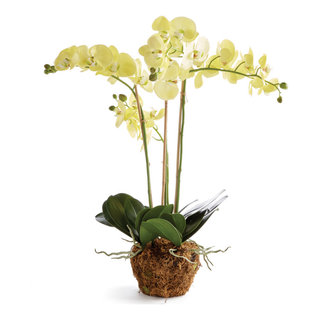 Phalaenopsis Orchid Drop-In 30", Yellow - Transitional - Artificial ...