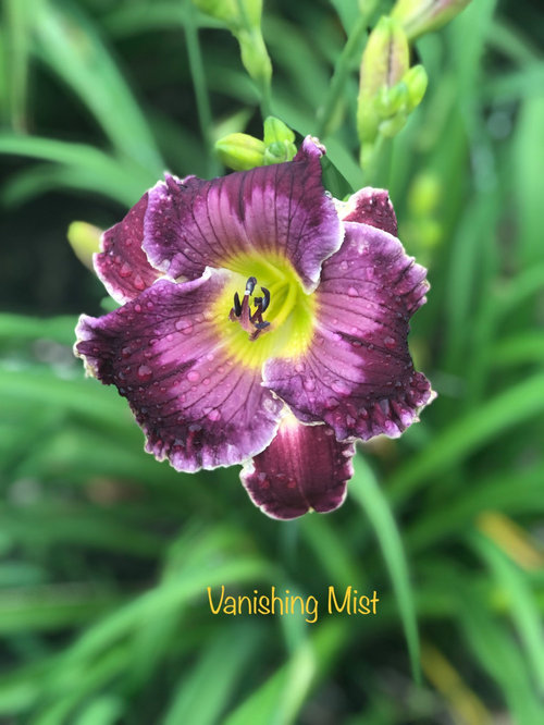 Blooms across the gardens