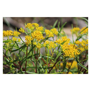 My Native Florida Flowers Photography - Tropical - Miami - by User | Houzz