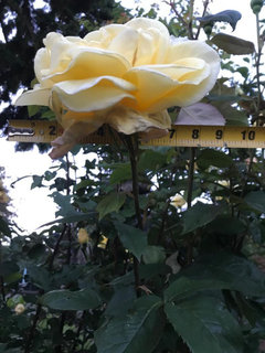 What is the largest rose flower
