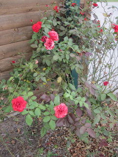 Is there a weed killer that is safe to use near roses?