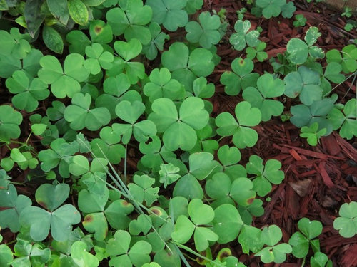 Large clover-like leaves