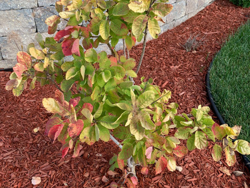 Smoke bush showing signs of infected by Verticillium Wilt | Houzz Forum